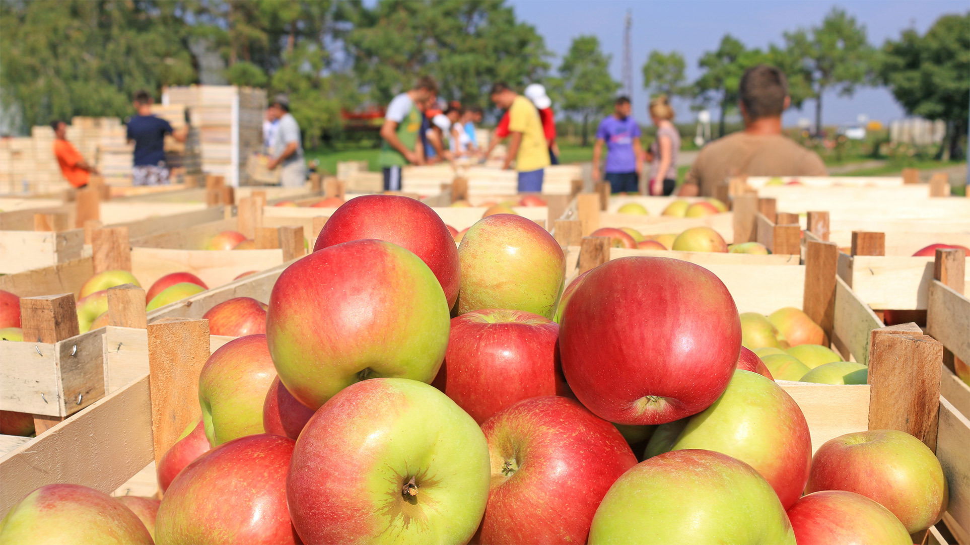 Appelen | Top Harvest